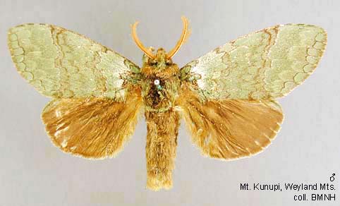 Papua Insects Foundation (Lepidoptera/Notodontidae/Netria arisemna)